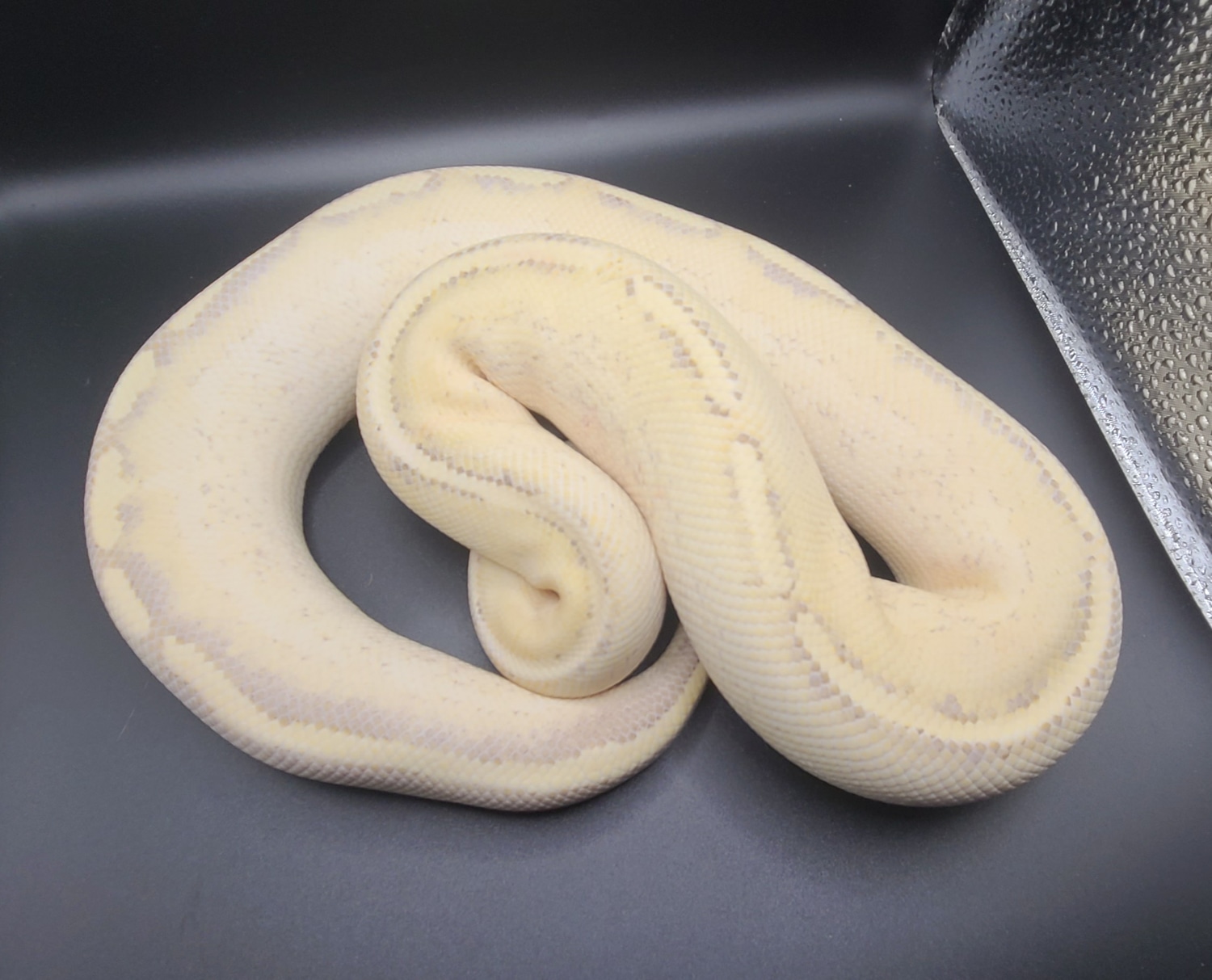 Spark Yellowbelly Ball Python by Static Morphs llc. - MorphMarket