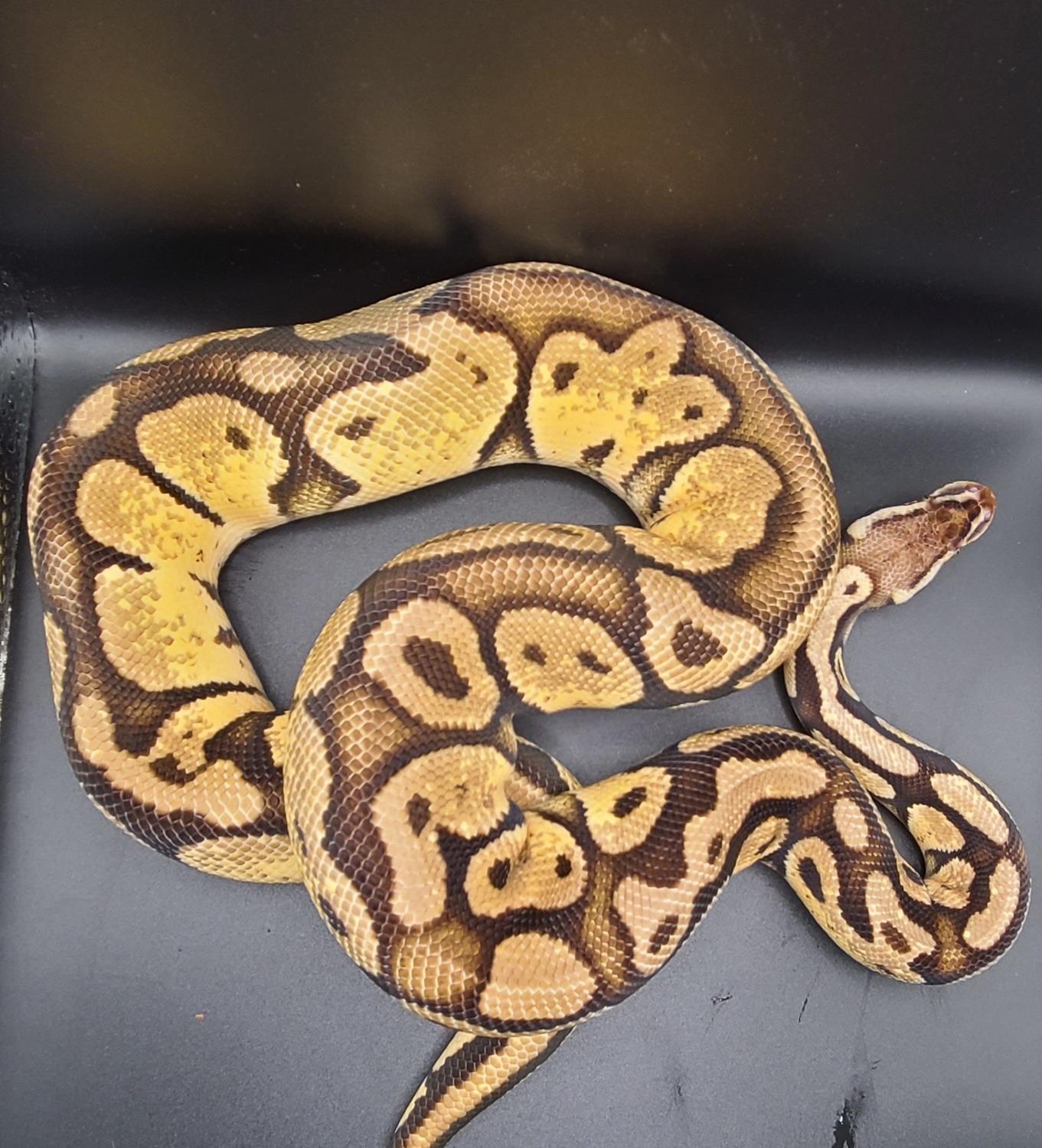 Pastel Spark/Yb Het Pied Ball Python by Static Morphs llc. - MorphMarket