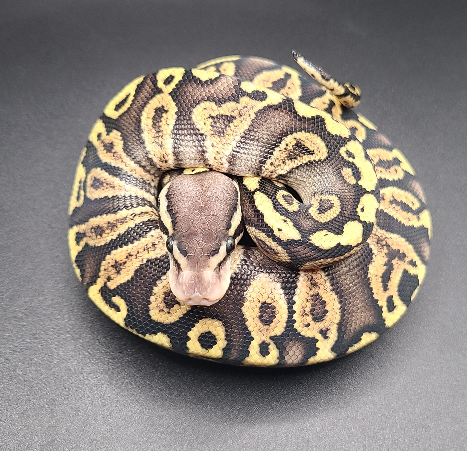 Ghi Pastel Ball Python by Static Morphs llc. - MorphMarket