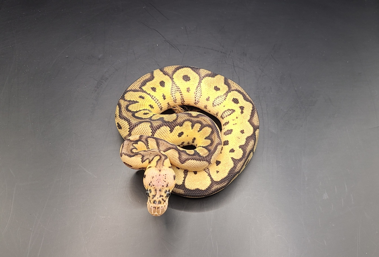 Pastel Clown Ball Python by Static Morphs llc. - MorphMarket