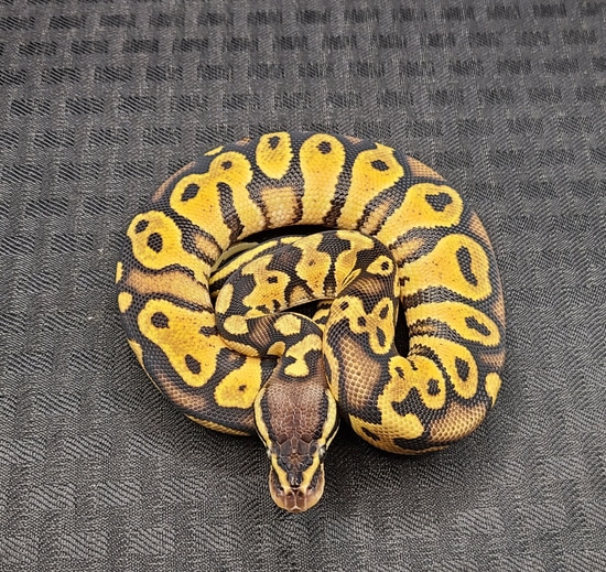Pastel Asphalt Pos Het Pied Male Ball Python by Static Morphs llc.