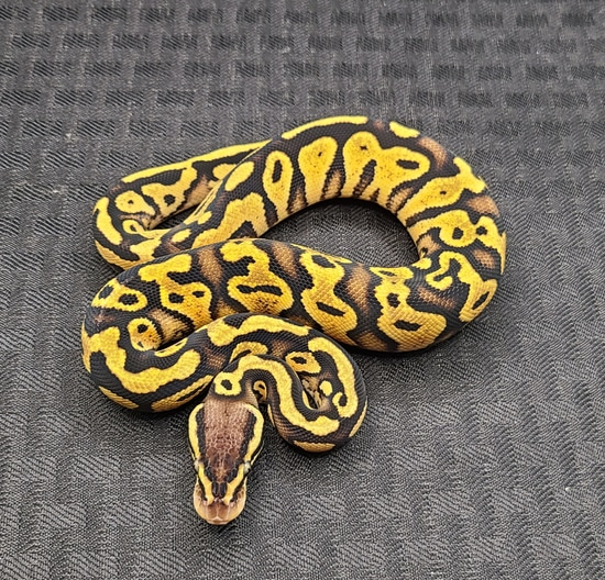 Pastel Asphalt Pos Het Pied Ball Python by Static Morphs llc.