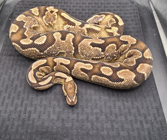 Yellowbelly Calico Pos OD Ball Python by Static Morphs llc.