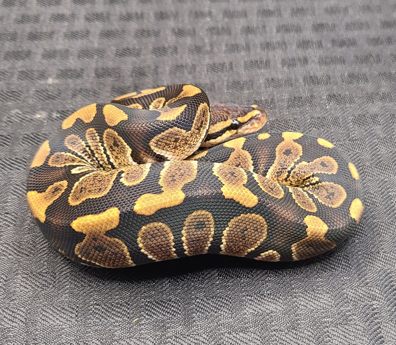 Chocolate Het Clown Pos Het DG/Hypo Ball Python by Static Morphs llc ...