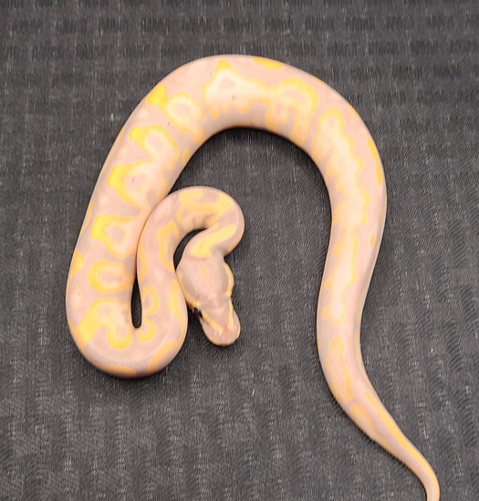 Banana Sugar Leopard Ball Python by Static Morphs llc.