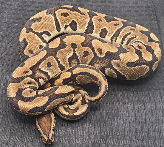 Crypton Ball Python by Static Morphs llc.