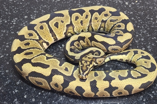Red Stripe Spotnose Het Clown Ball Python by Static Morphs llc.