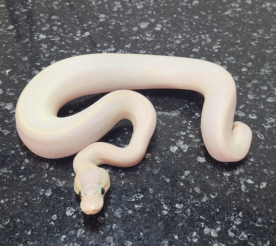 Ivory Pos Special Dh Clown Pied Ball Python by Static Morphs llc.