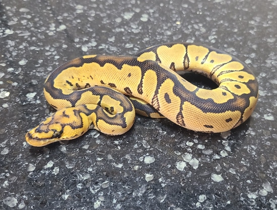 Red Stripe Clown Ball Python by Static Morphs llc.