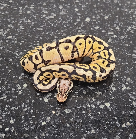 Spotnose Pastel Pos Redstripe Pos Het Clown Ball Python by Static ...