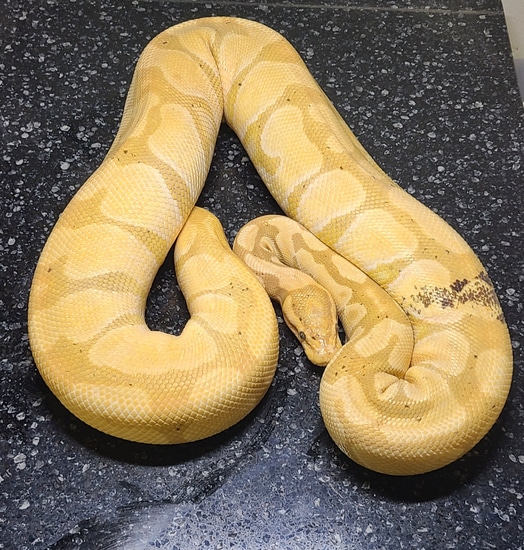 Enchi Coral Glow Het Clown Ball Python by Static Morphs llc.
