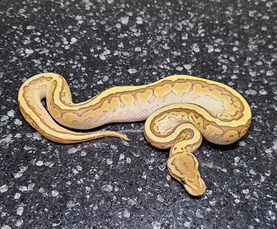 Lesser Pinstripe Het Pied Ball Python by Static Morphs llc.