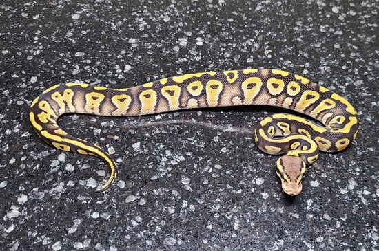 Pastel Phantom Ball Python by Static Morphs llc.