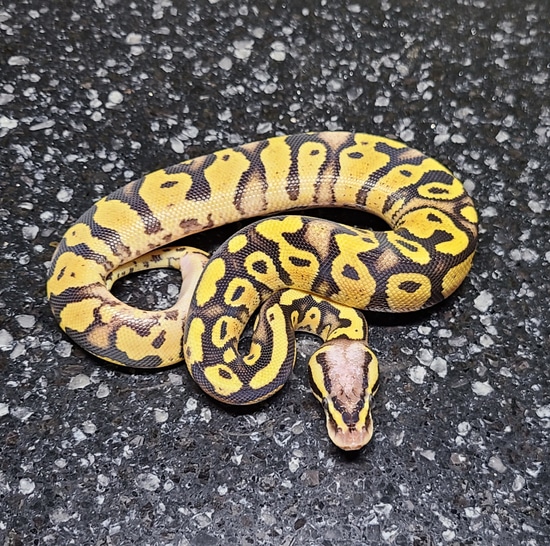 Pastel Fire Het Clown Ball Python by Static Morphs llc.