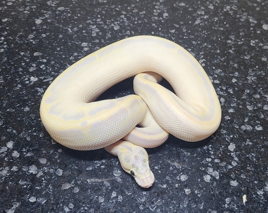 Leo Ivory DH Clown Pied Ball Python by Static Morphs llc.