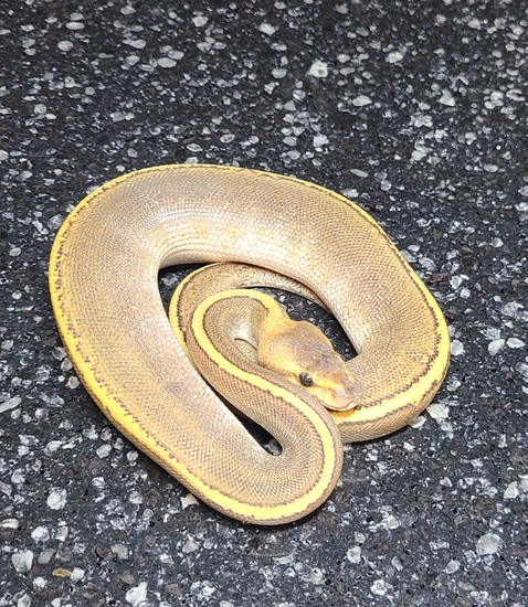 Stranger Pinstripe Ball Python by Static Morphs llc.