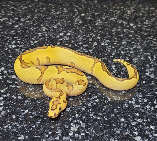 Enchi Fire Clown Ball Python by Static Morphs llc.