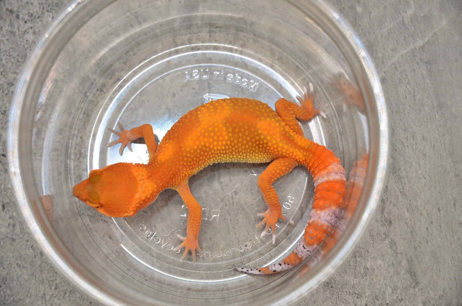 Mandarin Tangerine Leopard Gecko by Ed's Bright and Strong Geckos ...