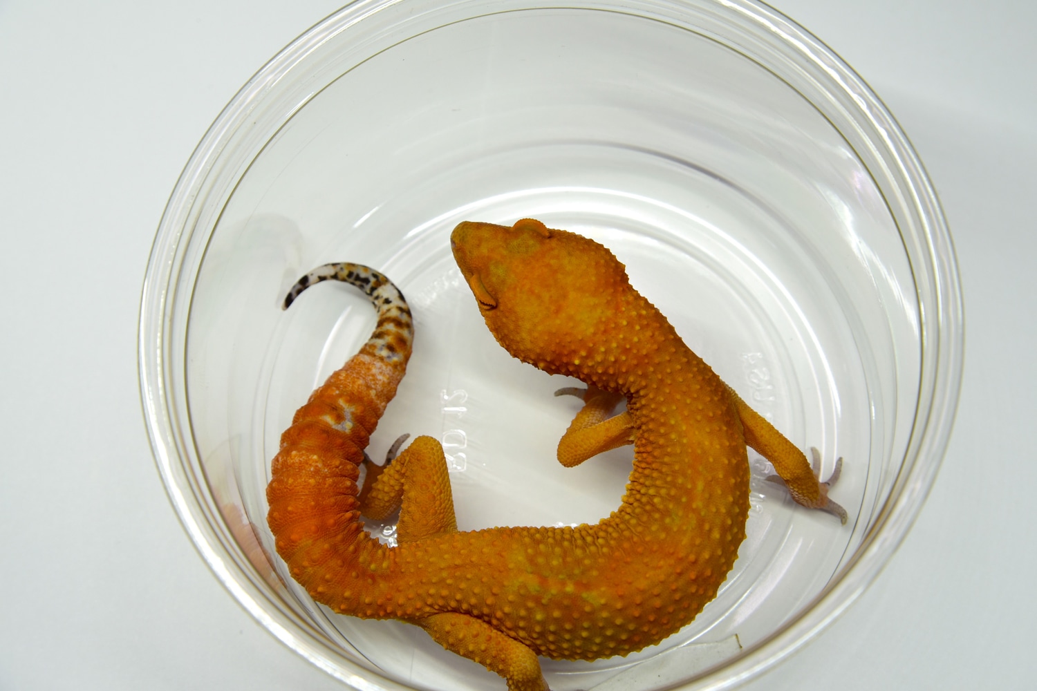 Blood Mandarin Leopard Gecko by Ed's Bright and Strong Geckos - MorphMarket