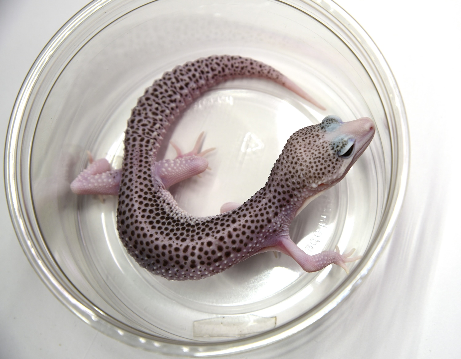 Super Snow Eclipse Leopard Gecko by Ed's Bright and Strong Geckos ...