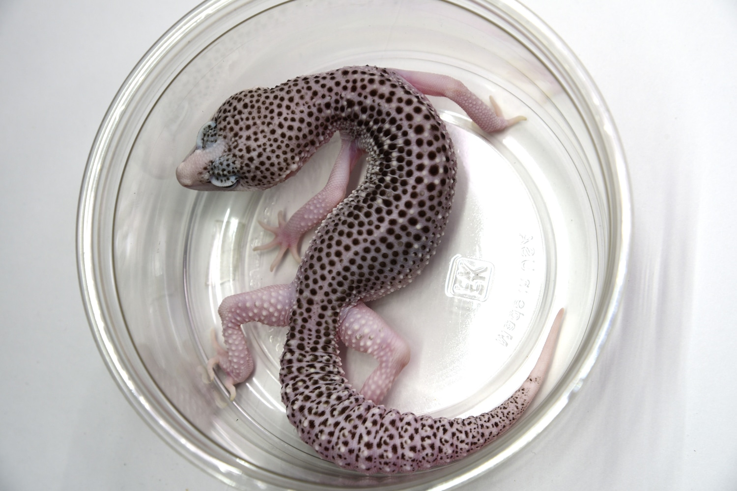 Super Snow Eclipse Leopard Gecko by Ed's Bright and Strong Geckos ...