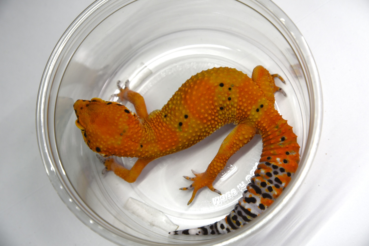 Inferno Leopard Gecko by Ed's Bright and Strong Geckos - MorphMarket
