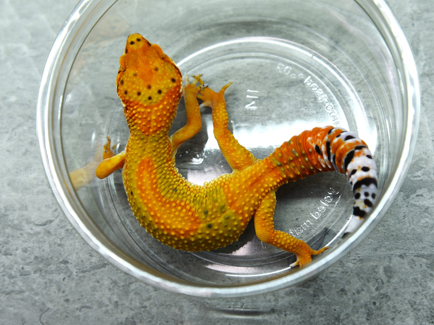 Inferno Leopard Gecko by Ed's Bright and Strong Geckos - MorphMarket