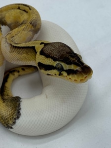 Rack-it Ralph’s - MorphMarket