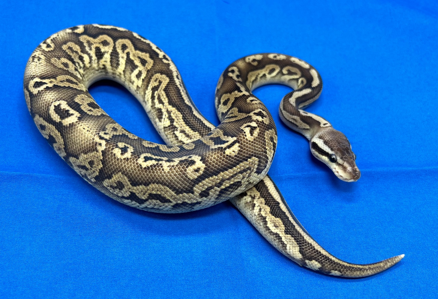 Pewter Het Pied Het Ultramel Ball Python by Rack-it Ralph’s - MorphMarket