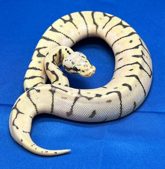 Super Pastel Spider 50% Het Puzzle Ball Python by Rack-it Ralph’s