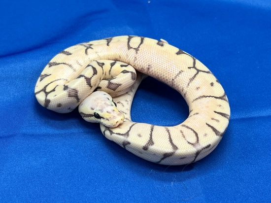 Super Pastel Spider Vanilla Lesser 50% Het Puzzle Ball Python by Rack ...