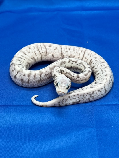 Super Pastel Spider Black Pastel Vanilla 50% Het Puzzle Ball Python by ...