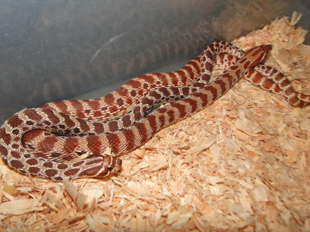 Extreme Purple Banded Female Western Hognose by EDz Exotics - MorphMarket