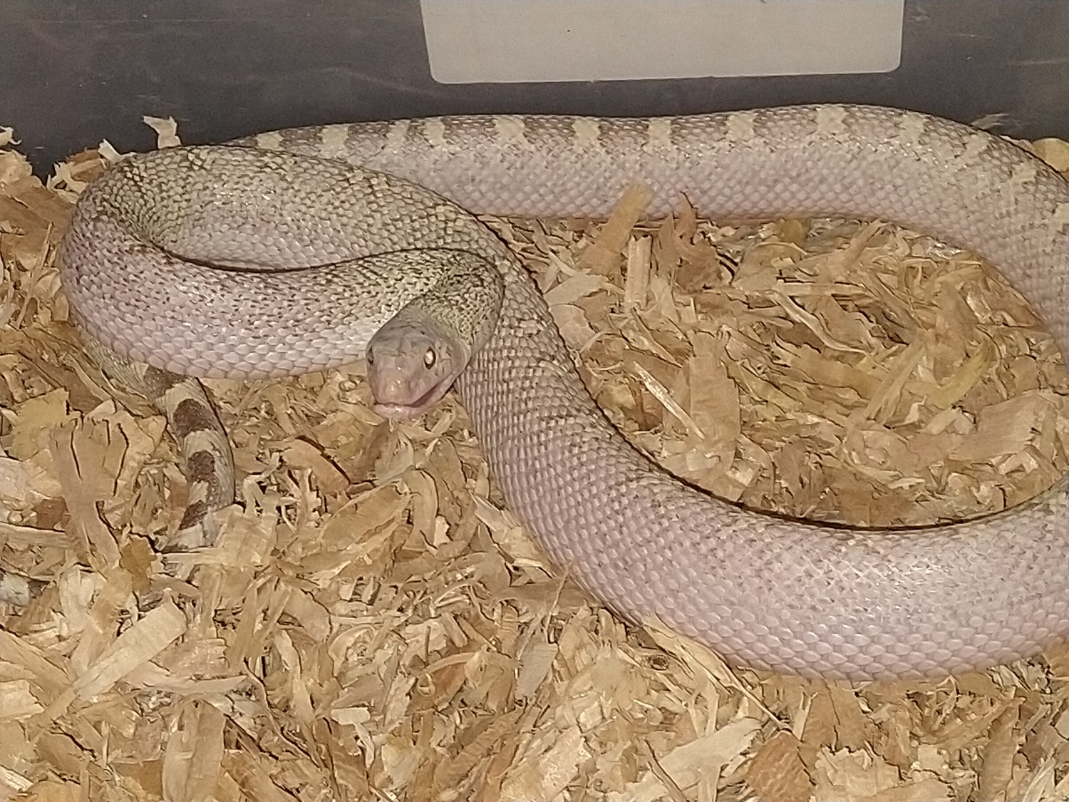 Hypo Whiteside "Ivory" Het Albino And Both Types Of Axanthic Bullsnake ...