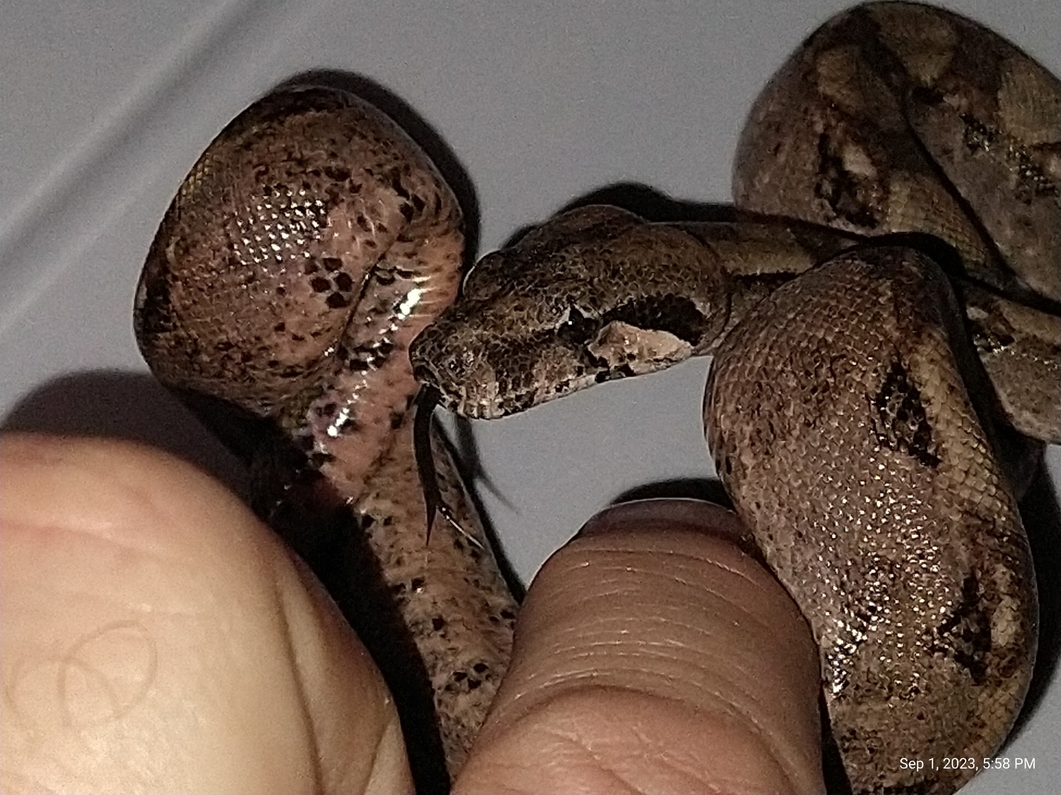 Labor Day Offer....10 Babies $700 Boa Constrictor by EDz Exotics ...
