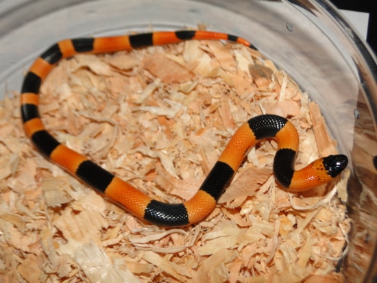 Insane Halloween Male Pueblan Milk Snake by EDz Exotics