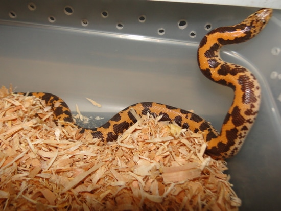 Het. Gx, Paint, Snow Kenyan Sand Boa by EDz Exotics