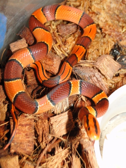 Broad-Banded Bamboos Bamboo Rat Snake by EDz Exotics