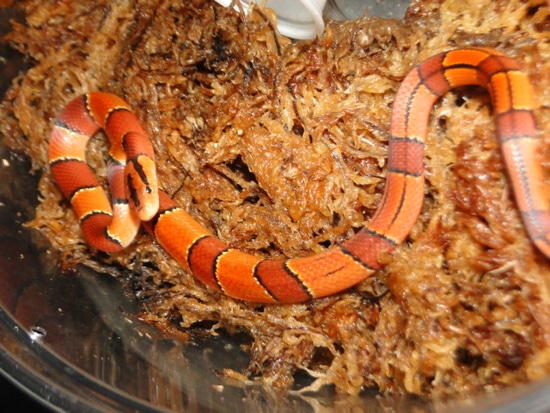 BIG Broad-Banded Bamboo's Female O. P. Laticinctus Bamboo Rat Snake by ...