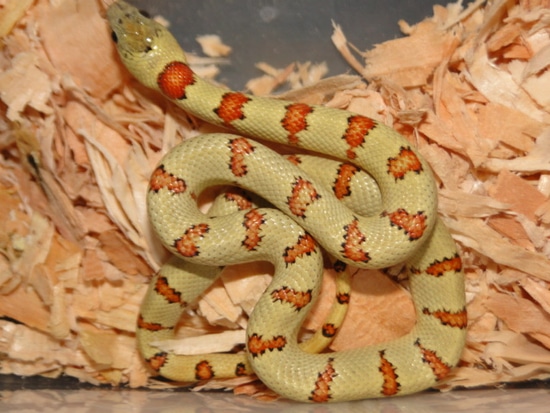 Leonis/Thayeri/Variable Kings Big 23's Priced To Move Nuevo Leon ...