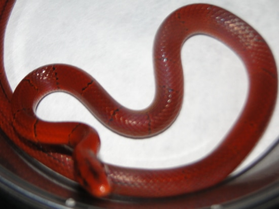 Adult Female Broad Banded Bamboo Bamboo Rat Snake by EDz Exotics