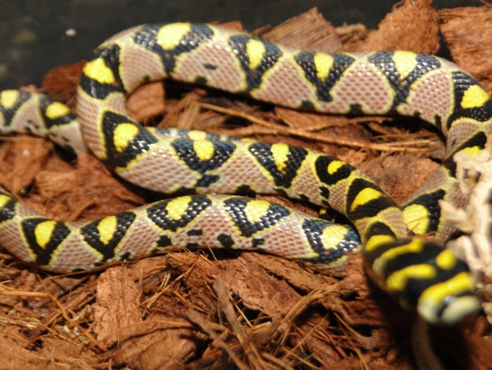 Beautiful Red Mandarin Mandarin Rat Snake by EDz Exotics