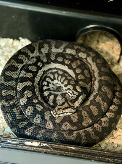 '16 Male Inland Carpet Python by Grayscale Reptile