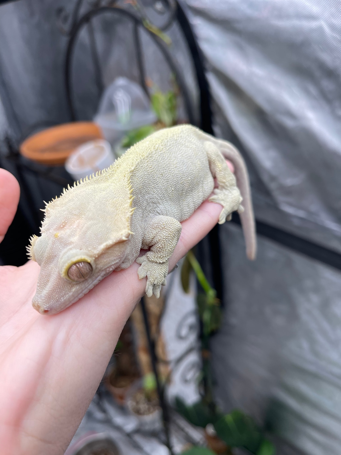RTB Patternless Female Crested Gecko by Mindful Living Geckos - MorphMarket
