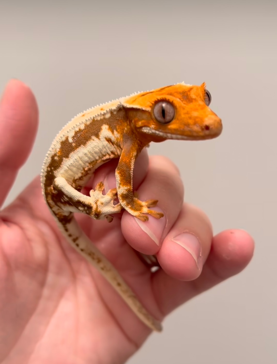 Soft Scale Lilly White NPV Crested Gecko by Mindful Living Geckos ...