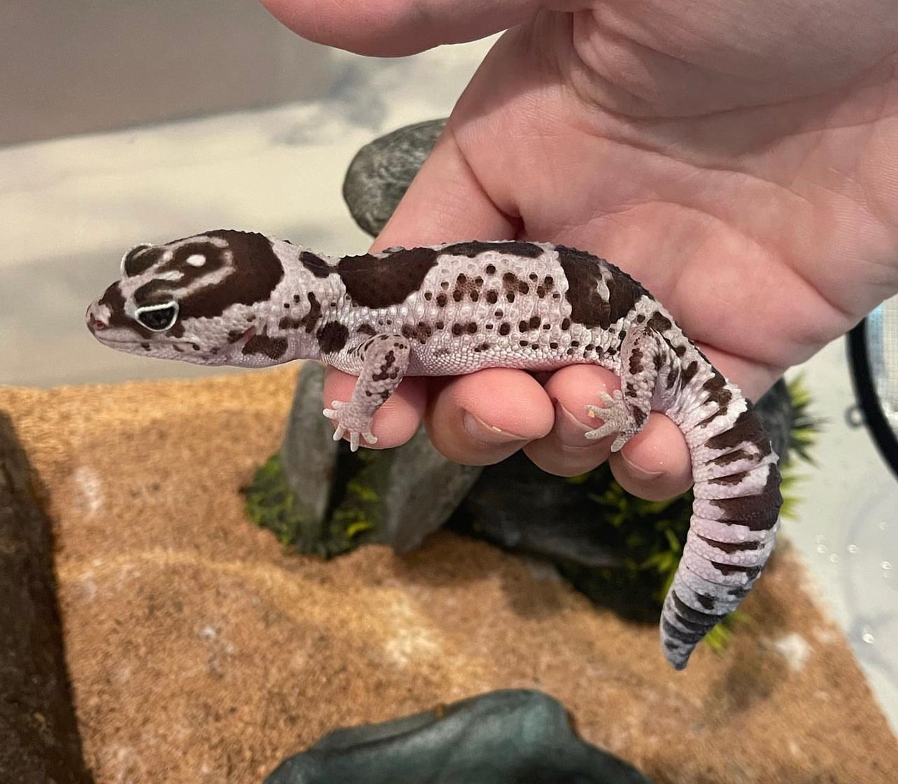 White Out Oreo Het Caramel African African Fat-Tailed Gecko by Mindful ...