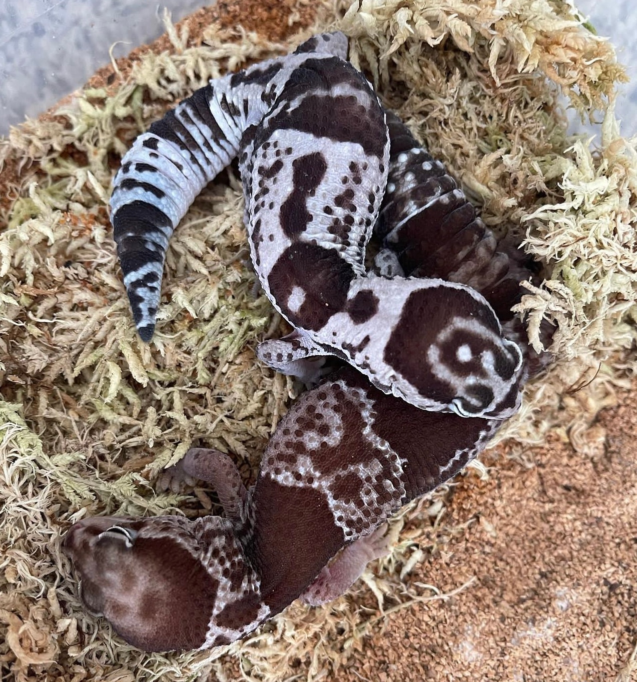 Oreo Het Caramel African African Fat-Tailed Gecko by Mindful Living ...