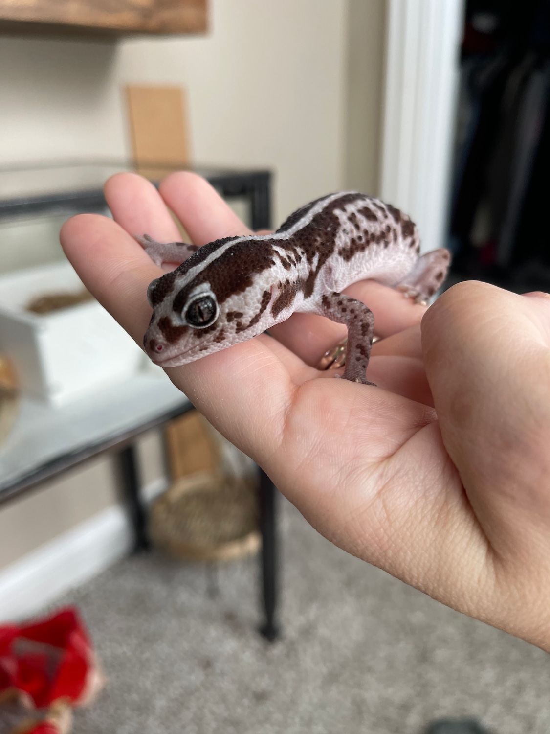 Striped White Out Oreo African African Fat-Tailed Gecko by Mindful ...