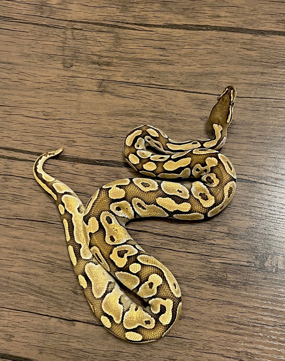 Lesser Ball Python by Efraim's Ball Pythons - MorphMarket