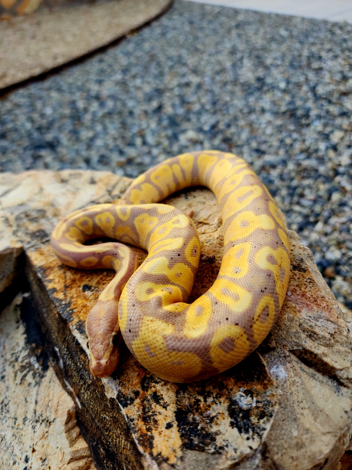 Banana Pastel Orange Dream Ball Python by Hernandez Secret Snake ...